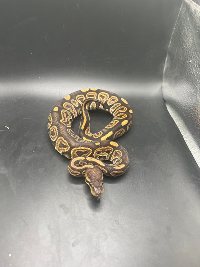 Black Pastel Sulfur Ball Python by Moos’ Exotics