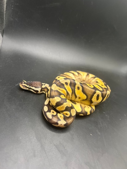 Pastel Calico Gravel/spark Ball Python by Moos’ Exotics