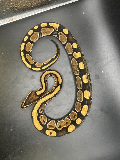 Classic Ball Python by Moos’ Exotics