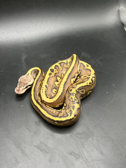 Stranger Leopard Pastel 50% Het Lavender Albino Ball Python by Moos ...