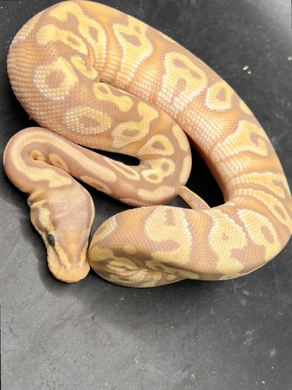 Pastel Banana Het Clown Ball Python by Moos’ Exotics