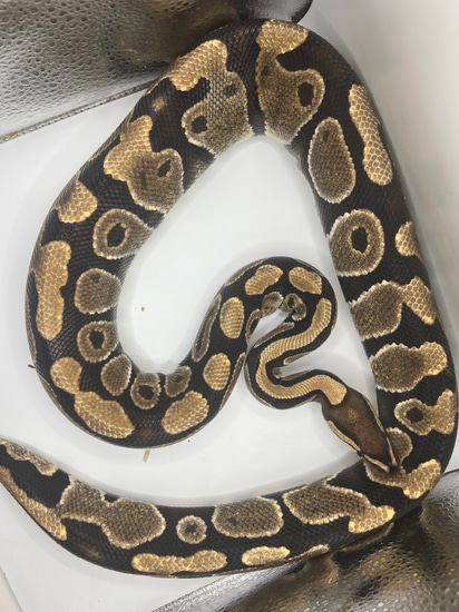 Normal Ball Python by Moos’ Exotics
