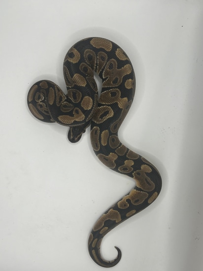 Normal Het G-stripe 50% Het Hypo Ball Python by Moos’ Exotics