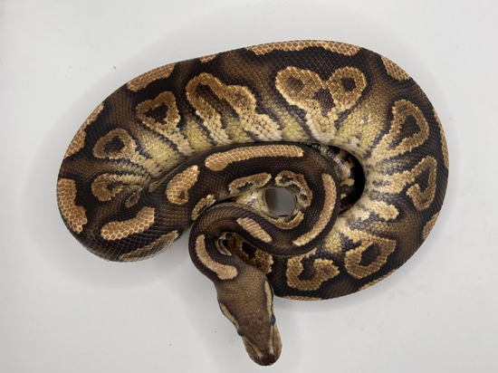 Black Pastel Fire Het Clown Ball Python by Moos’ Exotics