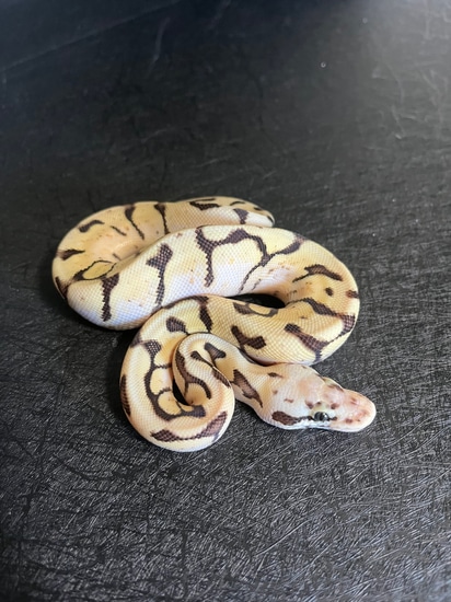 Fire Bee Ball Python by Morbid Morphs