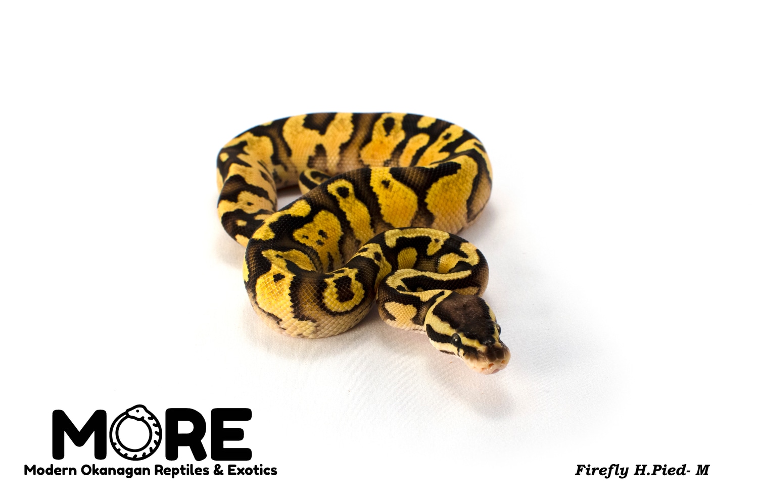 Firefly H.Pied Ball Python by MORE Reptiles - MorphMarket