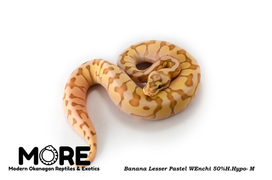 Banana Lesser Pastel Enchi Woma 50%H.Hypo Ball Python by MORE Reptiles