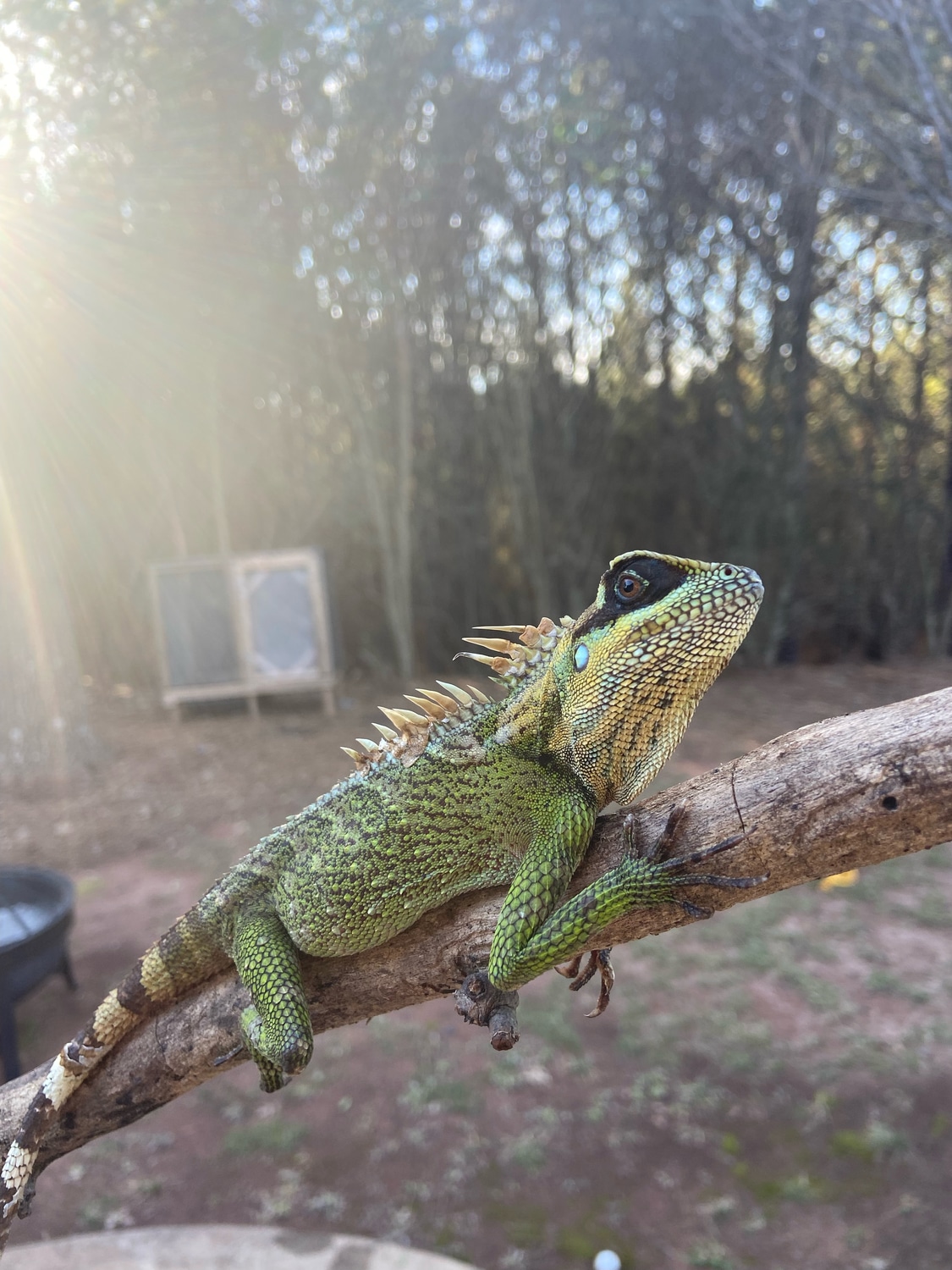 Natalia's Mountain Horned Dragon Other Lizard by More_than_Morelia ...