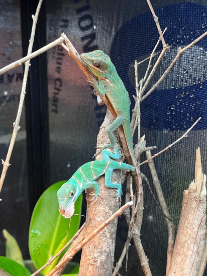 Pair Of Western Giant Anoles by More_than_Morelia