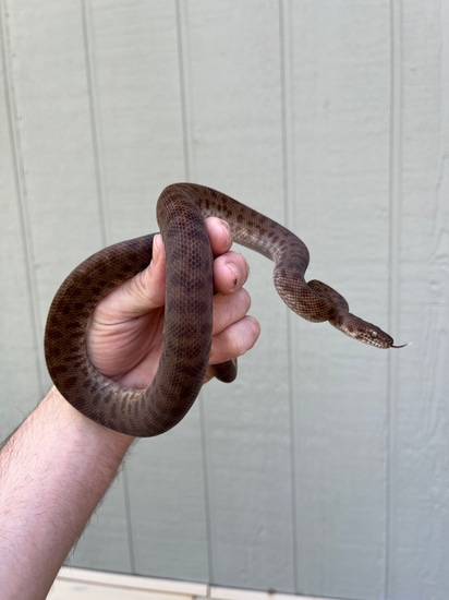 Adult Children’s Python Children's Python by More_Than_Morelia