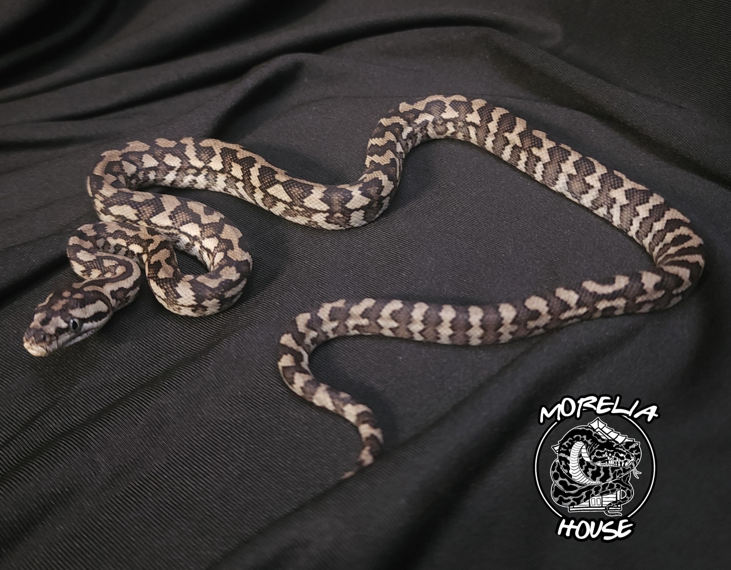 Julatten Locality Carpet Pythons Jungle Carpet Python by Morelia House ...