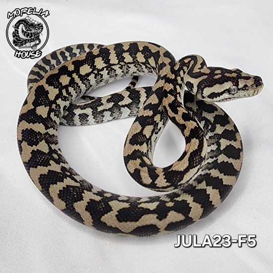 Julatten Locality Carpet Pythons Jungle Carpet Python by Morelia House