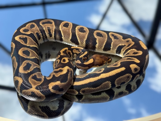 ODYB Leopard DH Clown Pied Ball Python by Selective Creations