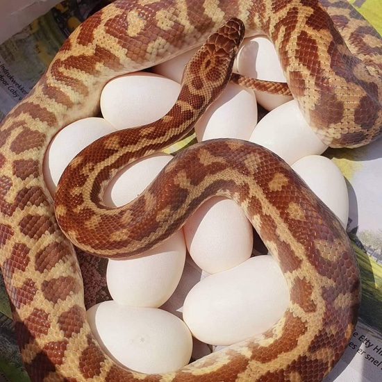 Wheatbelt Locality Stimson's Pythons by Morelia.nl - Exclusive ...