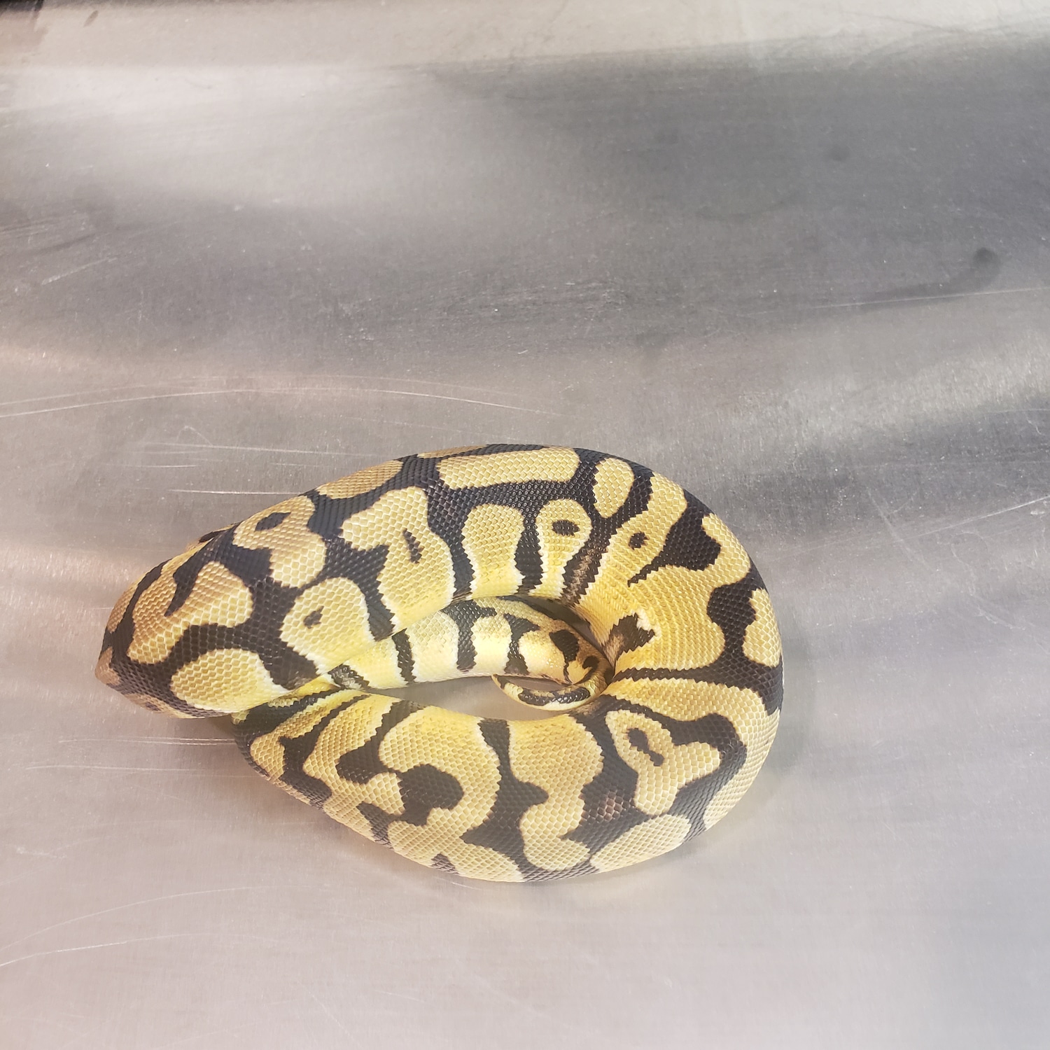 Enchi Pastel 66% Het Clown 66% Het Piebald Ball Python by Moreno morphs ...