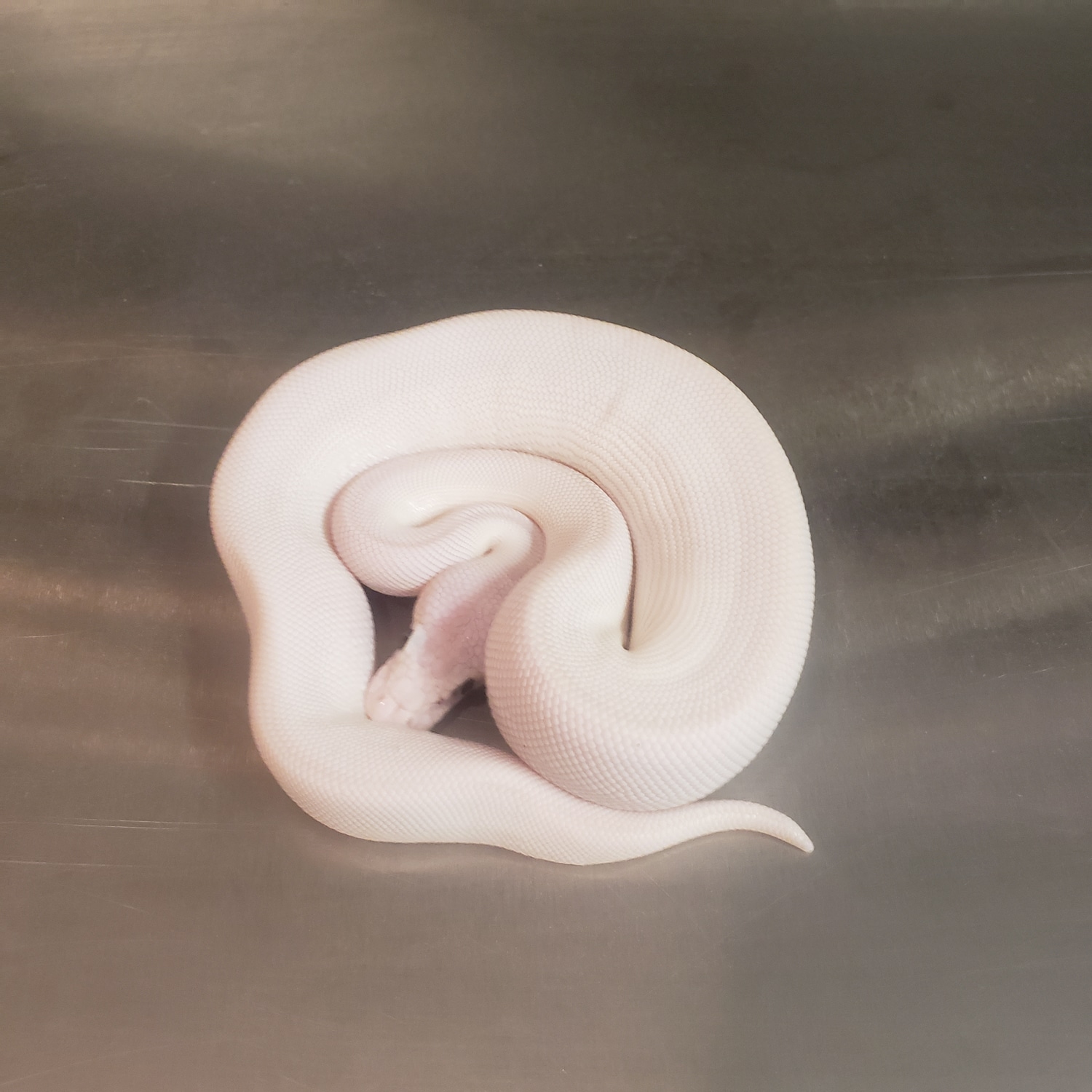 Blue Eye Lucy Ball Python by Moreno morphs - MorphMarket
