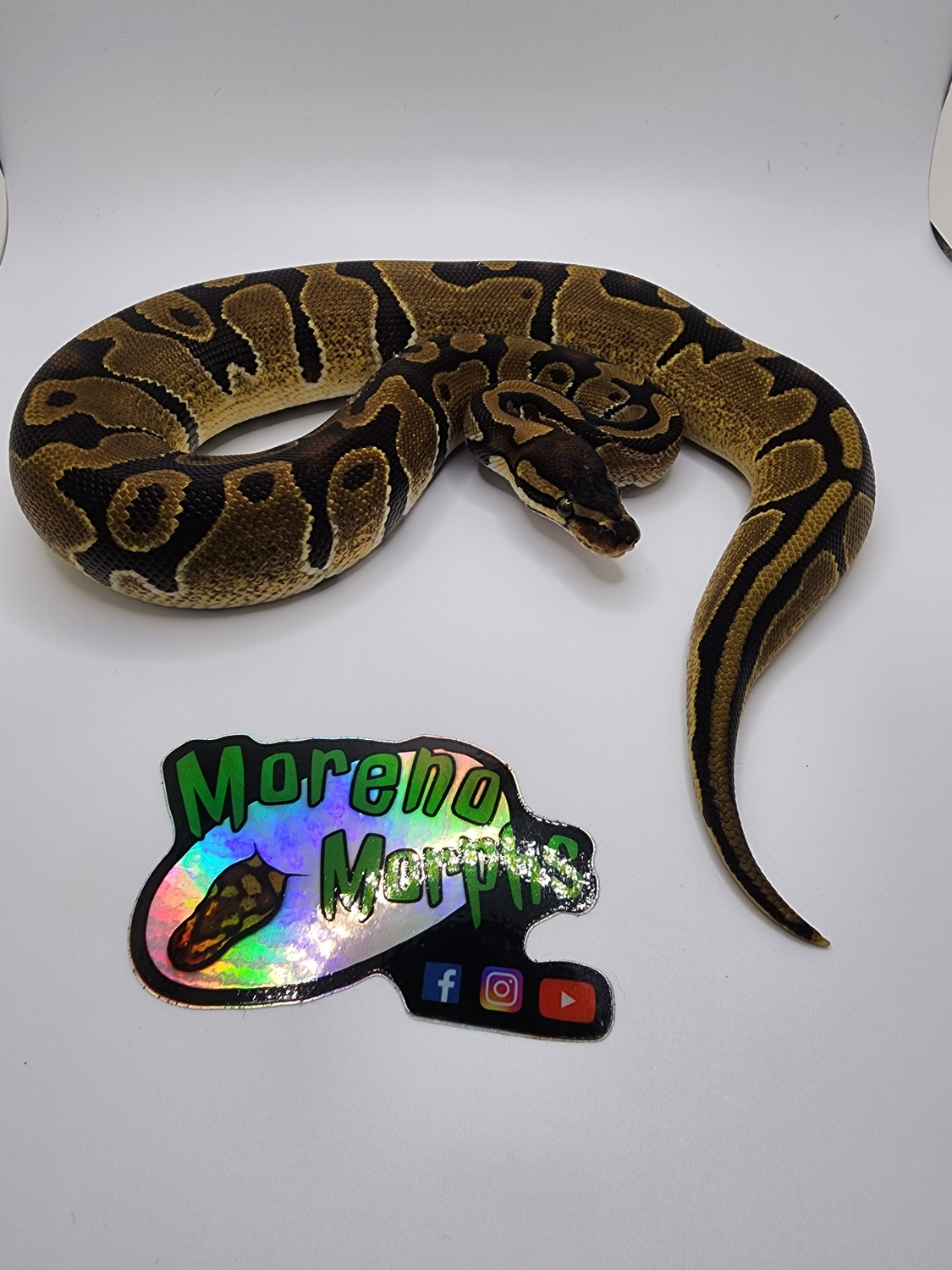 X-treme Gene Het Piebald 50% Het Clown Ball Python by Moreno morphs ...