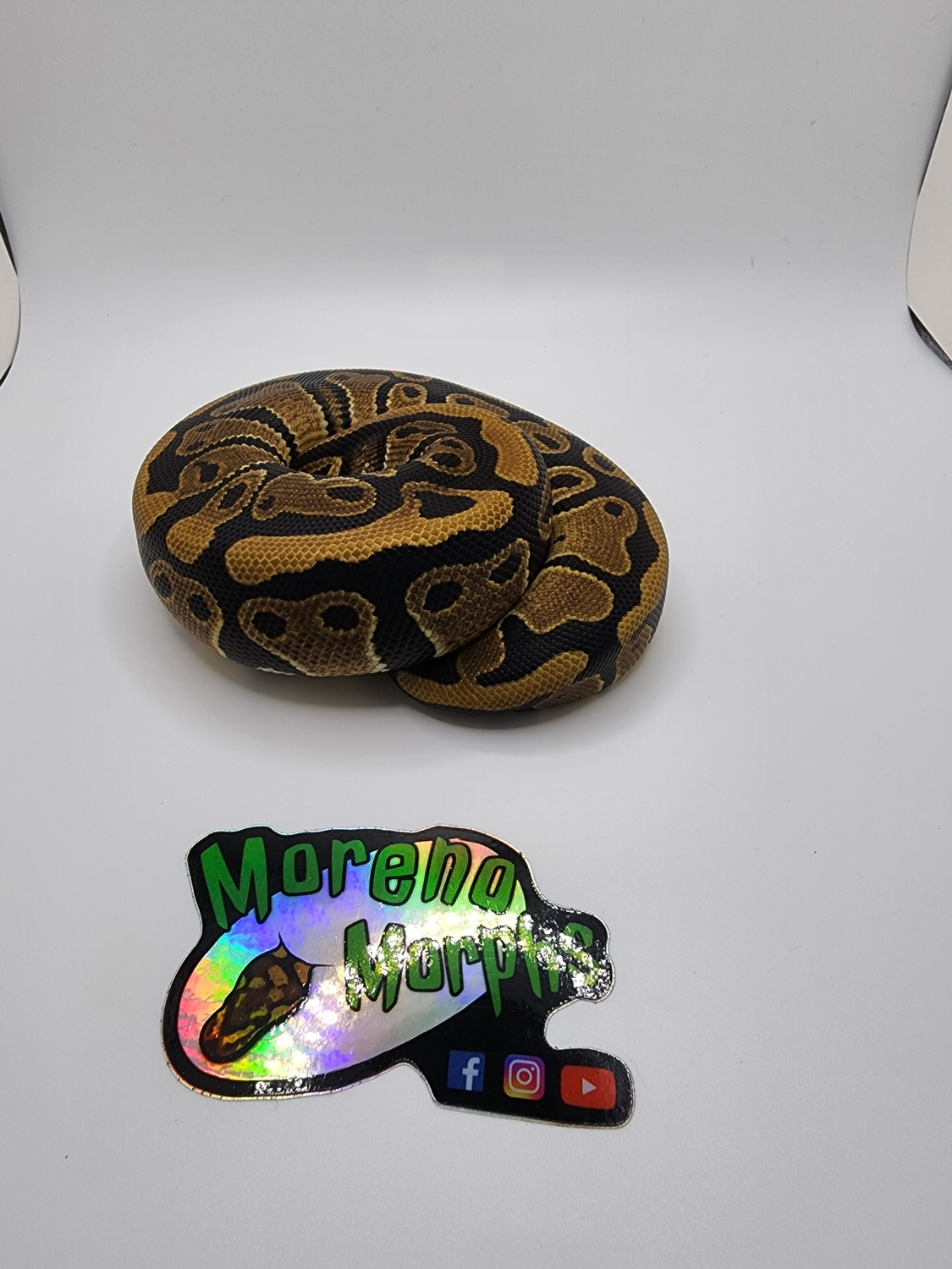 Normal Het Piebald 50%het Clown Ball Python by Moreno morphs - MorphMarket