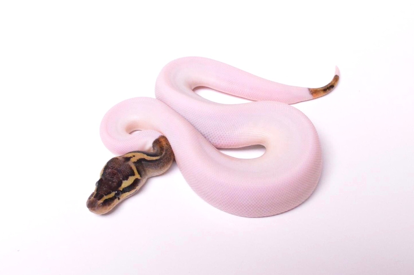 Pastel Mahogany Pied Ball Python by Bill Meiszner - MorphMarket