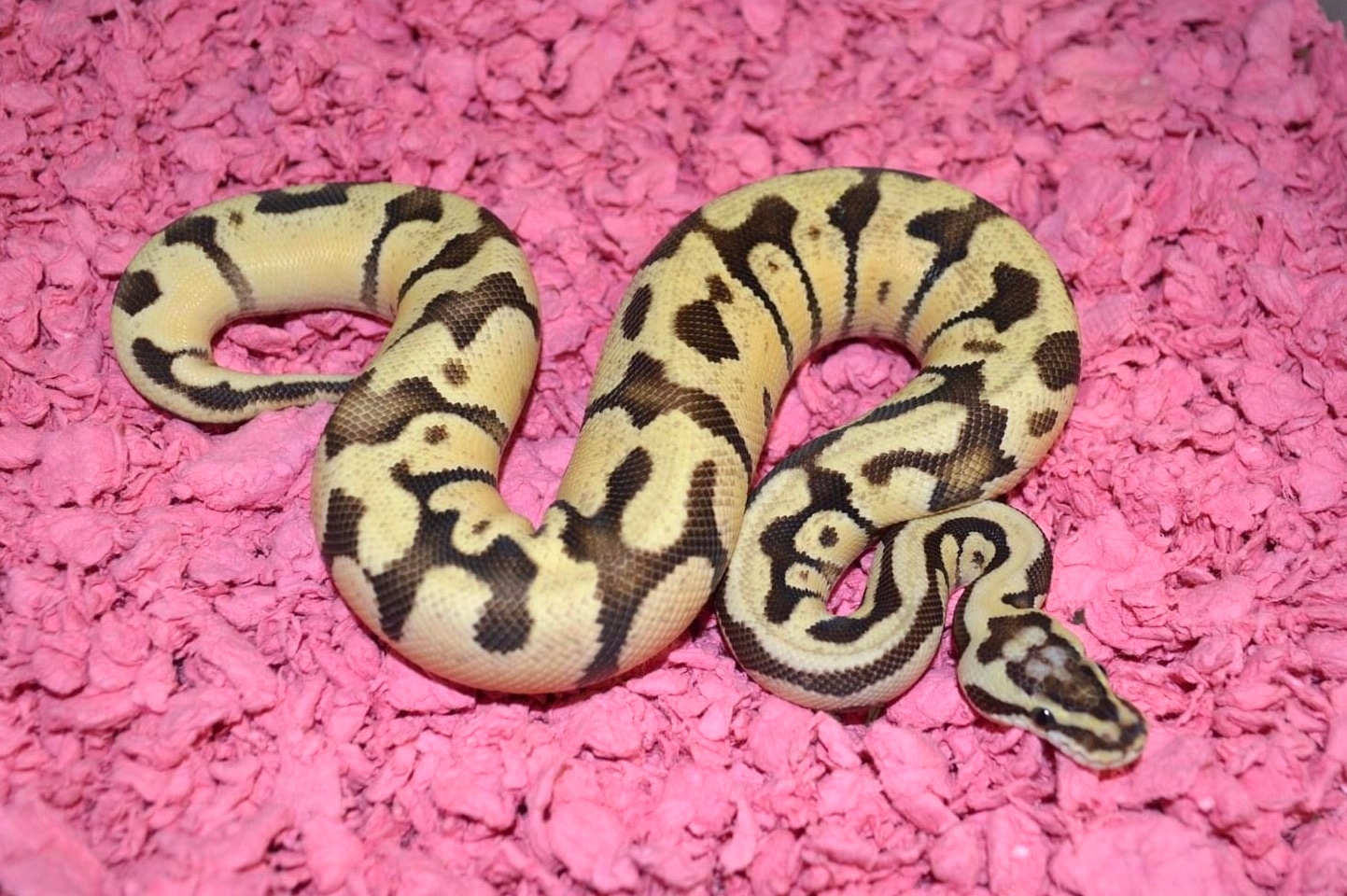 Pastel Enchi Fire Het Desert Ghost 50% Het Clown 50% Het Hypo Ball ...