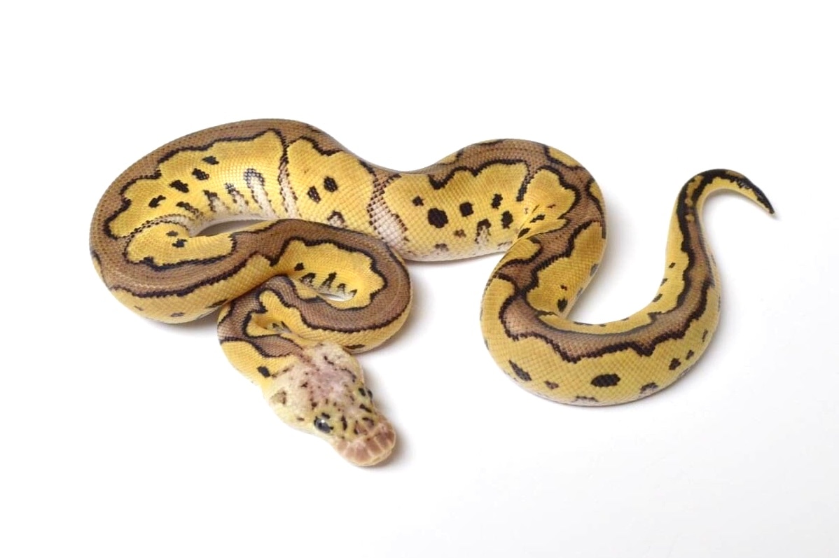 Pastel Clown 66% Het Desert Ghost Pos Het Hypo Ball Python by Bill ...