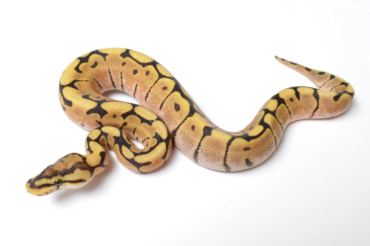 Spider Het Desert Ghost 66% Het Clown 50% Het Hypo Ball Python by Bill ...