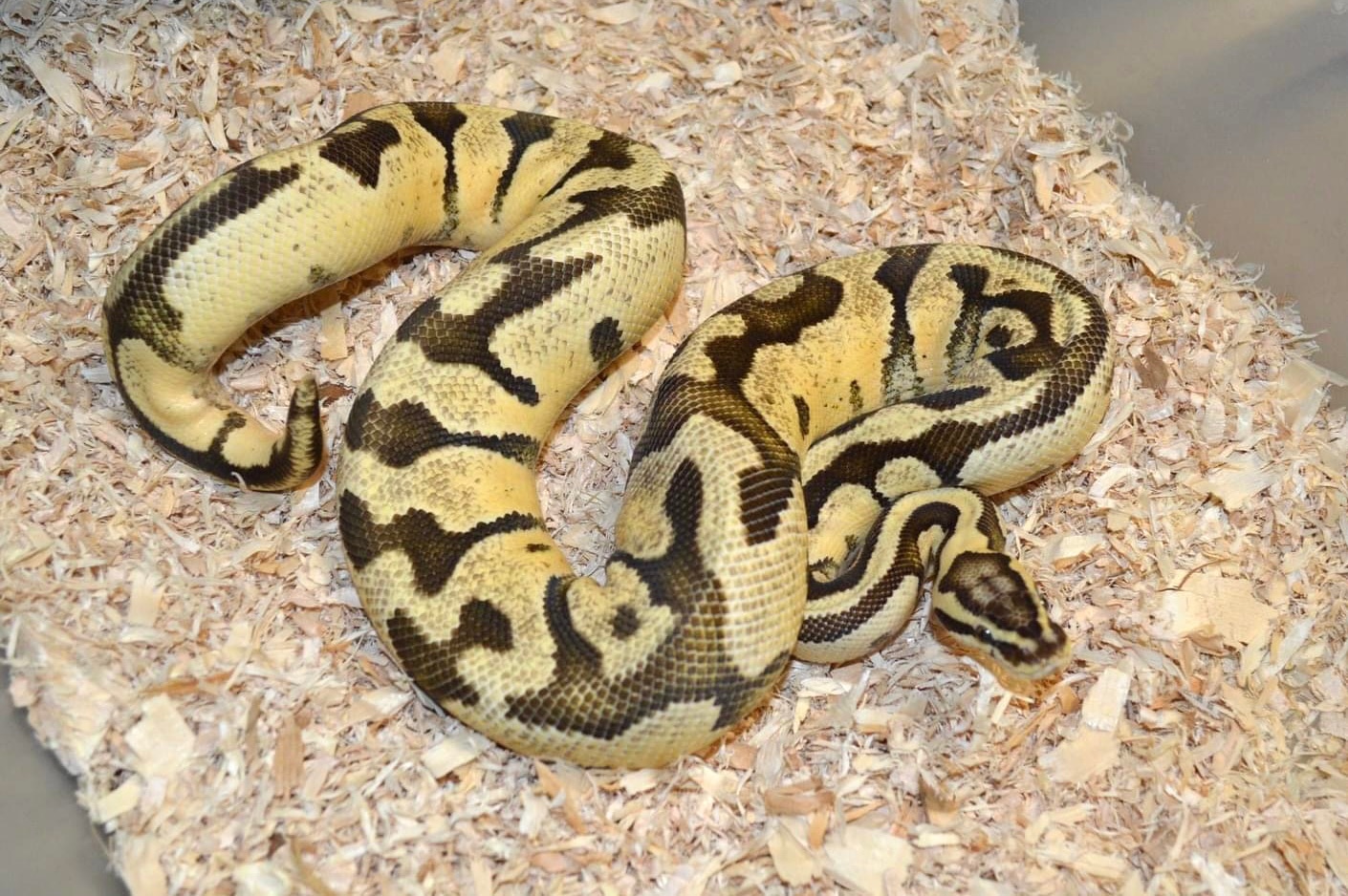 Pastel Enchi Fire Het Desert Ghost 50% Het Clown 50% Het Hypo Ball ...