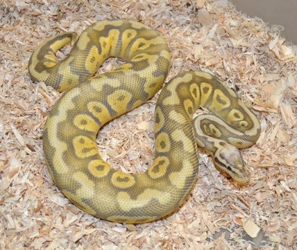 Pastel Desert Ghost Clown 50% Het Hypo Ball Python by Bill Meiszner ...
