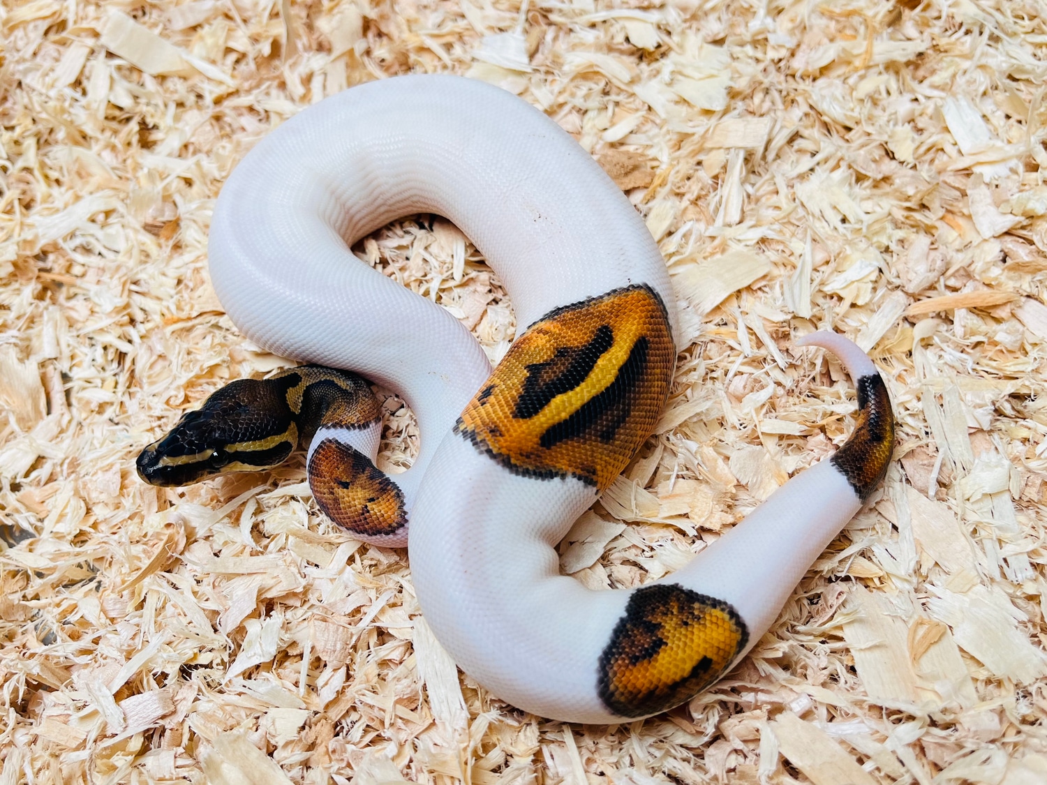 Mahogany Pied Ball Python by Bill Meiszner - MorphMarket