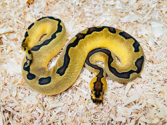 Jungle Woma Enchi Clown Ball Python by Bill Meiszner