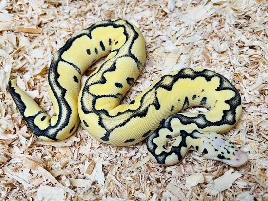 Pastel Desert Ghost Clown Het Hypo Ball Python by Bill Meiszner