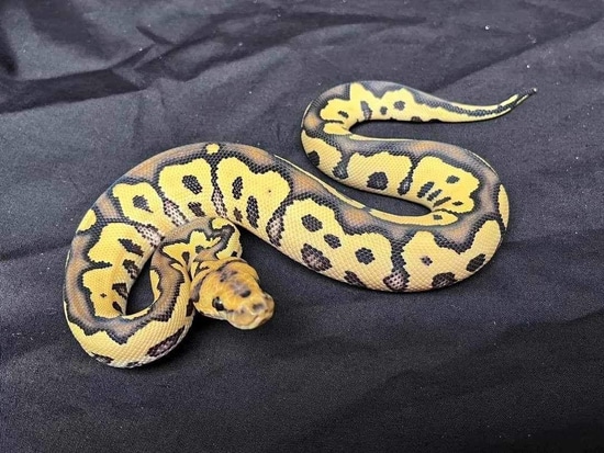 Desert Ghost Clown Het Hypo Ball Python by Bill Meiszner