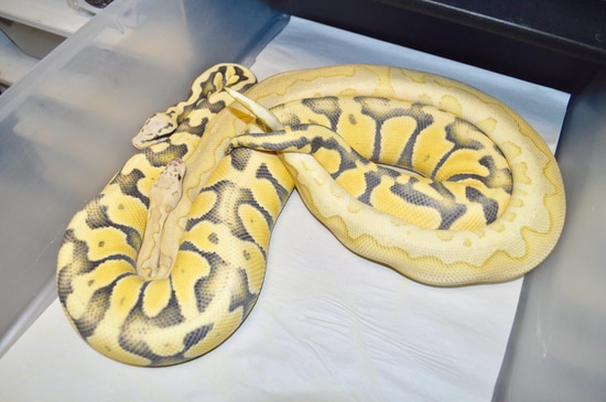 Super Pastel Desert Ghost Ball Python by Bill Meiszner