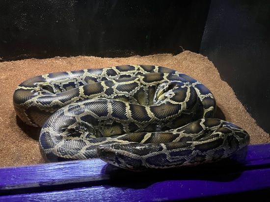 2020 Male Burm Burmese Python by PeeDee’s Pythons