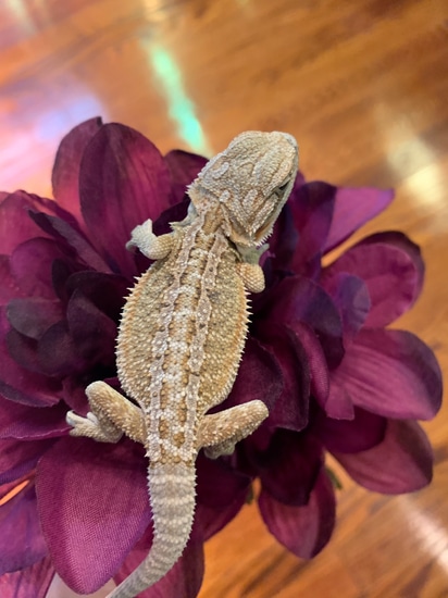 Bearded Dragon Het Zero Hypo Het Translucent Central Bearded Dragon by ...