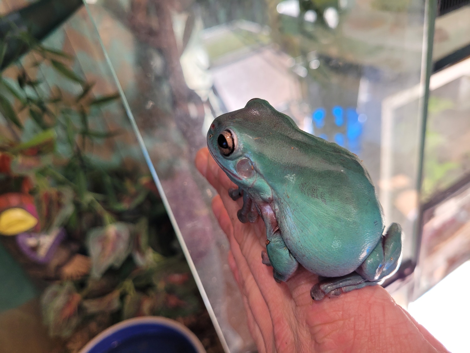 Tadpoles Bluephase White's Tree Frog by Morgans Frogs - MorphMarket