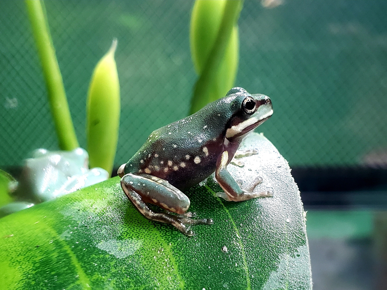 Snowflake Blue Phase White's Tree Frog by Morgans Frogs - MorphMarket