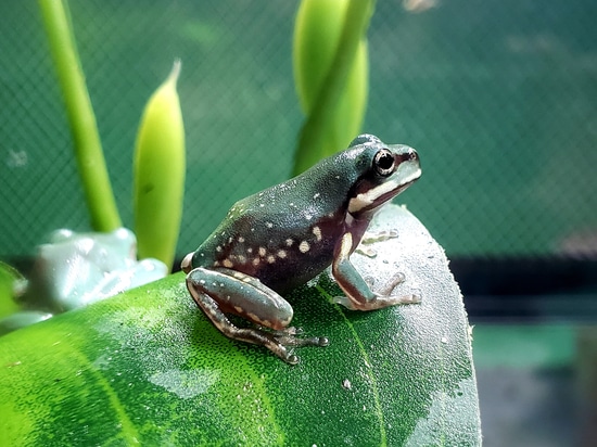 Snowflake Blue Phase Whites Tree Frogs White's Tree Frog by Morgans Frogs
