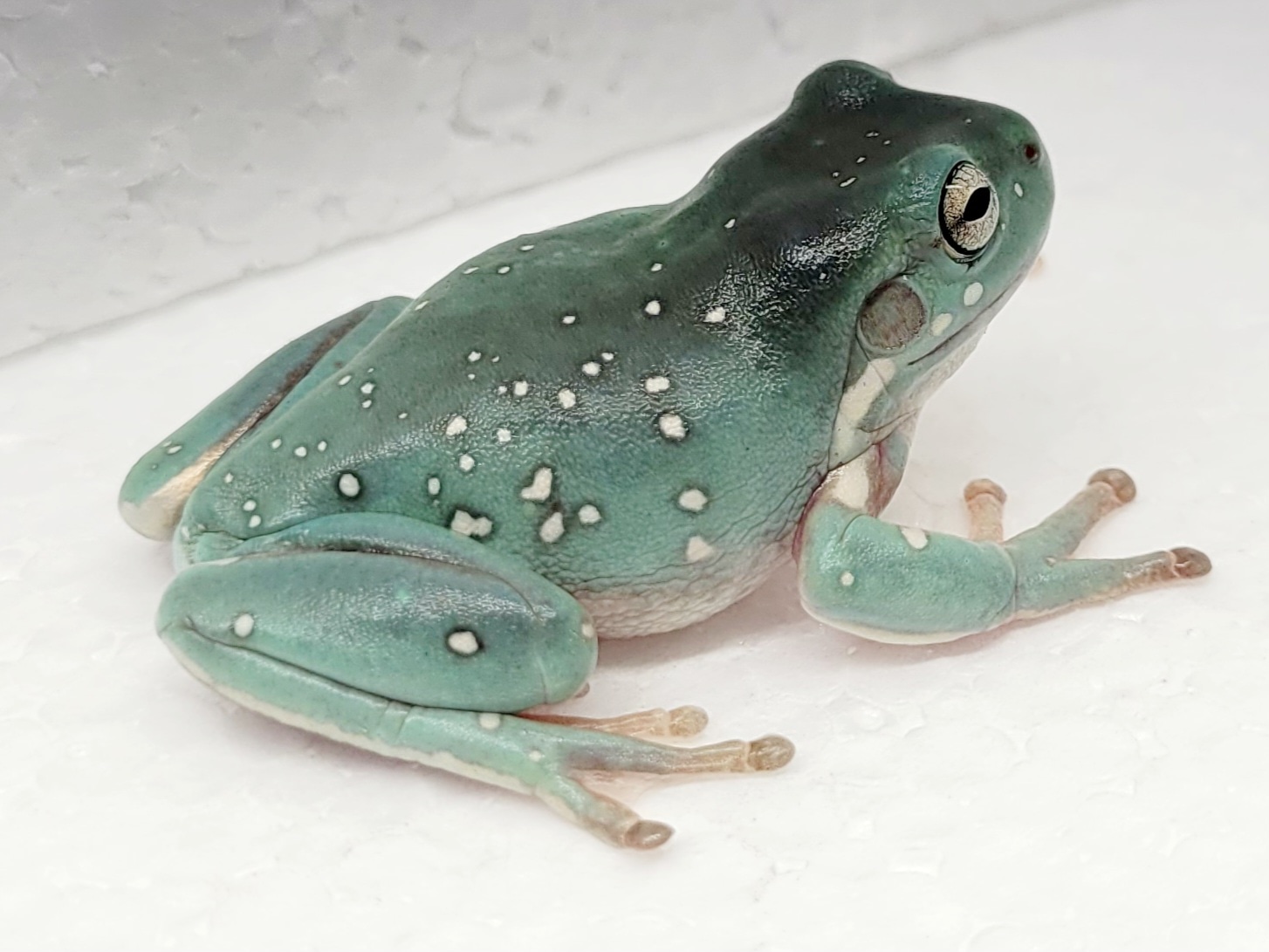 Snowflake Blue Phase 1.75 Inch White's Tree Frog by Morgans Frogs - MorphMarket