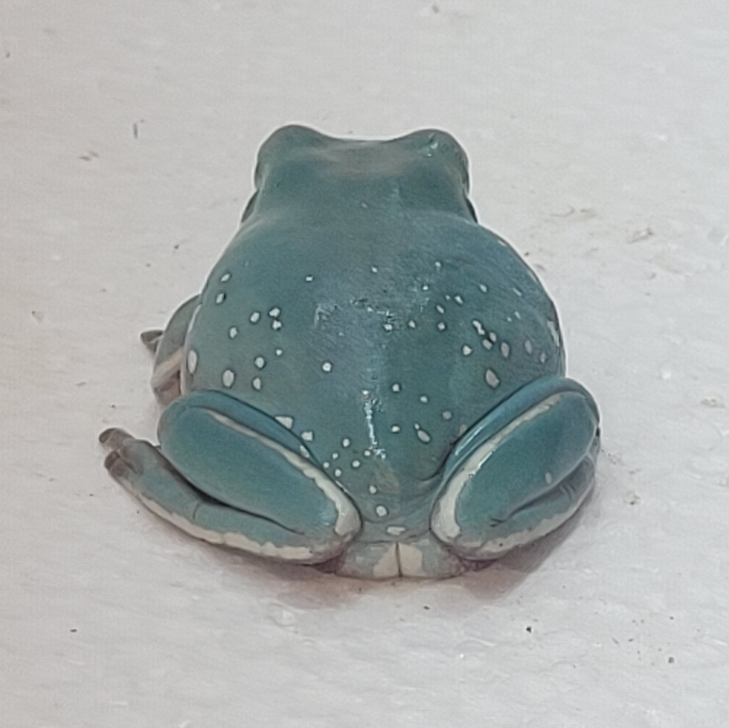 Snowflake Blue Phase 1.75 Inch White's Tree Frog by Morgans Frogs - MorphMarket