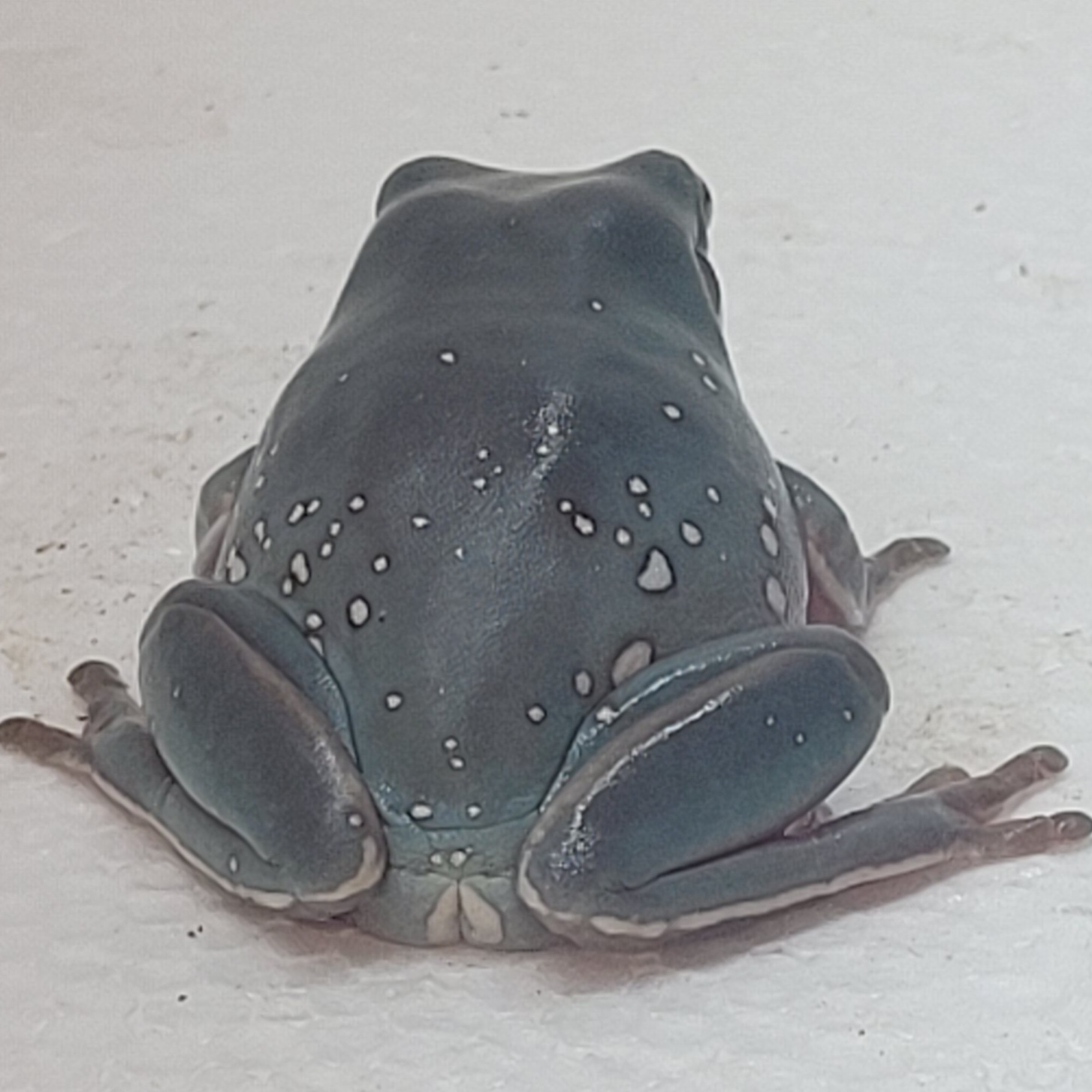 Snowflake Blue Phase . 1.75 Inch White's Tree Frog by Morgans Frogs - MorphMarket