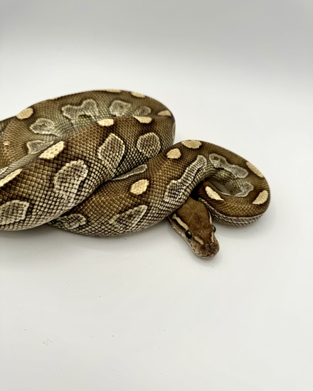 Blackhead Red Gene Lesser Het Hypo Ball Python by Morningstar Exotics LLC