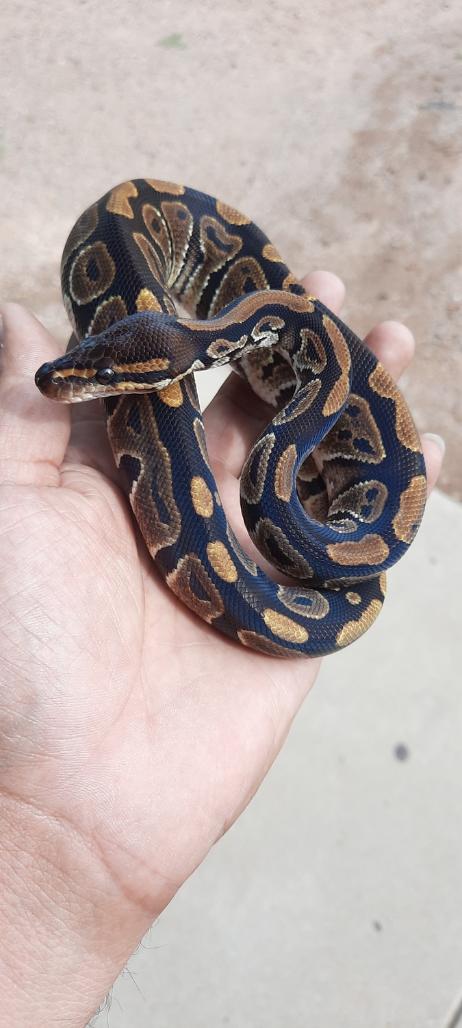 Mahogany Ball Python by MoronesReptiles - MorphMarket