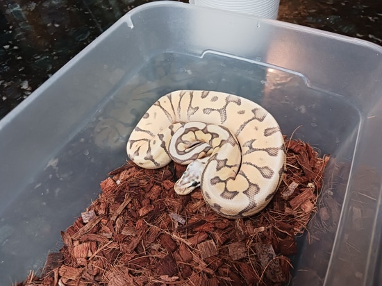 Killerbee Mojave Ball Python by MoronesReptiles
