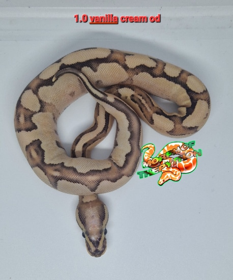Vanilla Cream Orange Dream Ball Python by Morph Of The Python