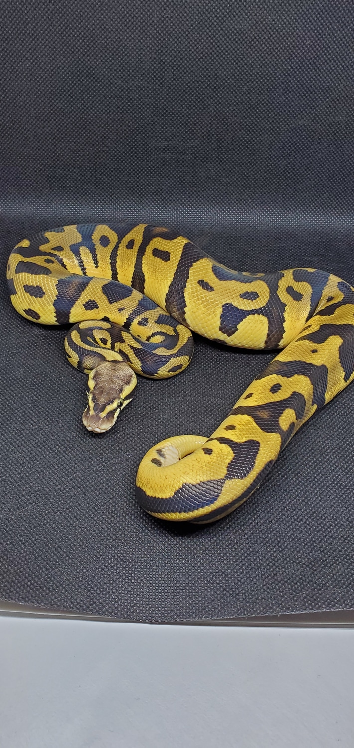 Pastel Leopard Ball Python by Morph Grinders - MorphMarket