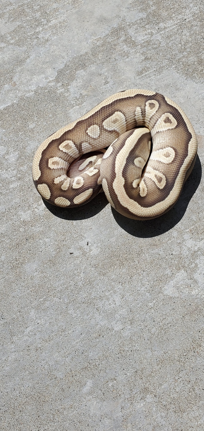Fire Mojave Blade Het Clown Ball Python by Morph Grinders - MorphMarket