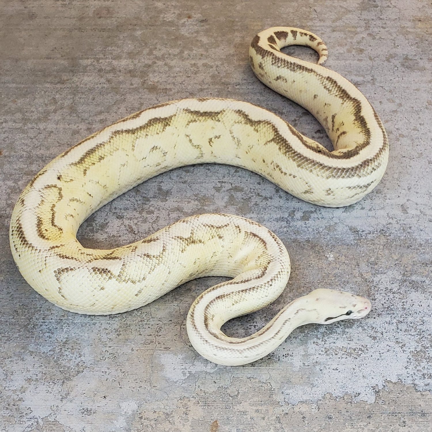 Pastel Vanilla Superstripe Ball Python by Morph Grinders - MorphMarket