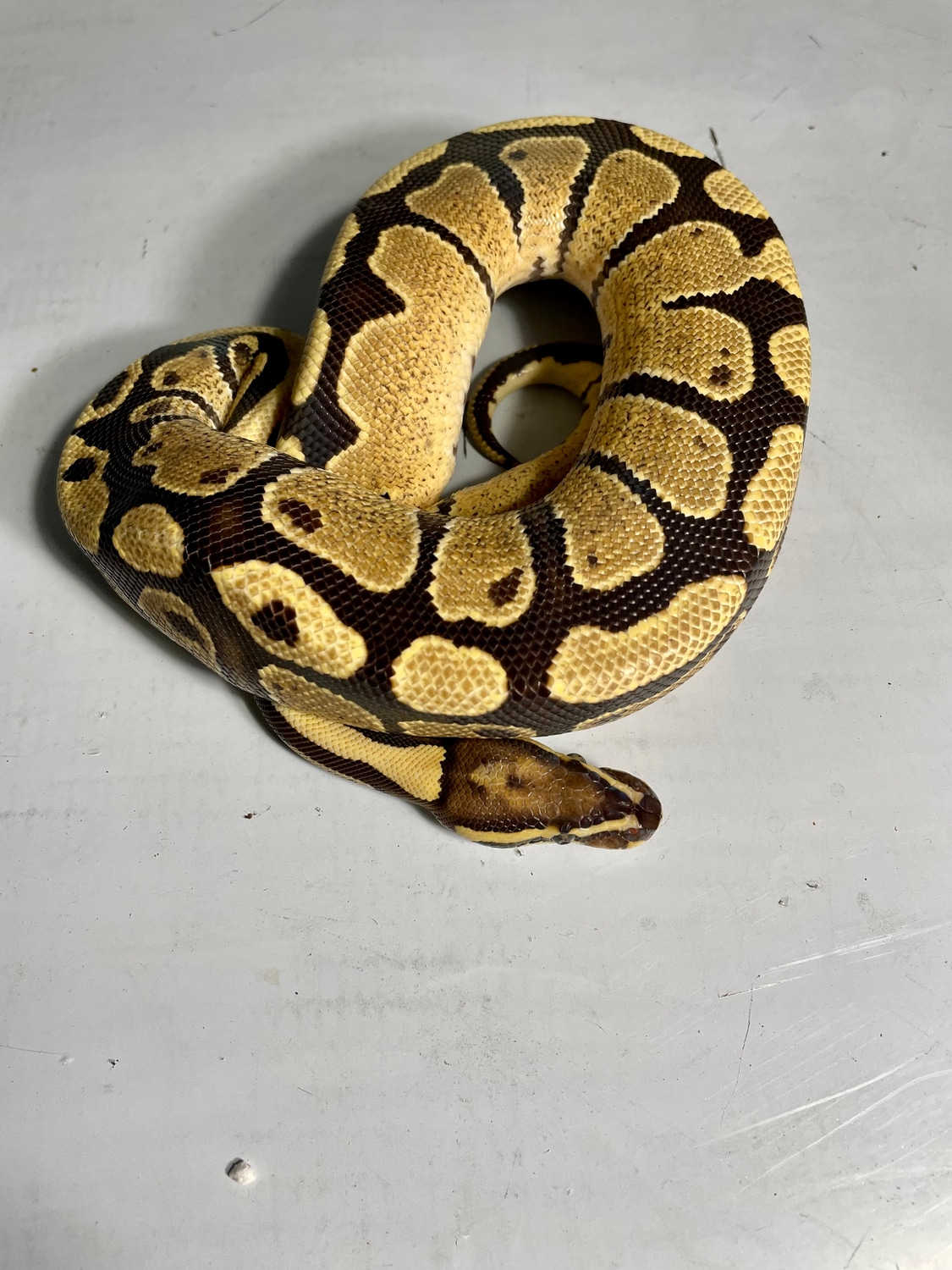 Vanilla Ball Python by Morph Grinders - MorphMarket