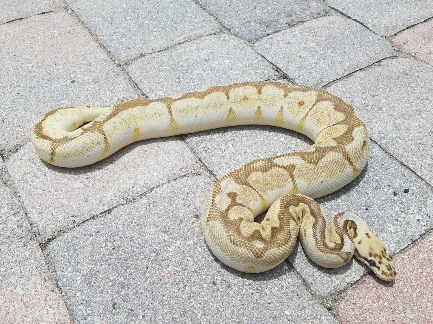 Queenbee 100% Het Desert Ghost Ball Python by Morph Jungle - MorphMarket